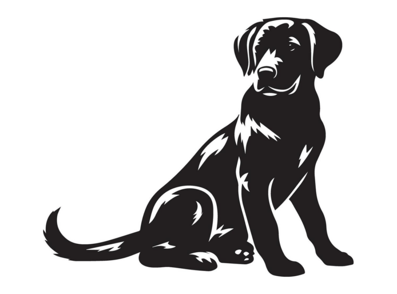 Spanish Water Dog: The Versatile and Hardy Spanish Retriever