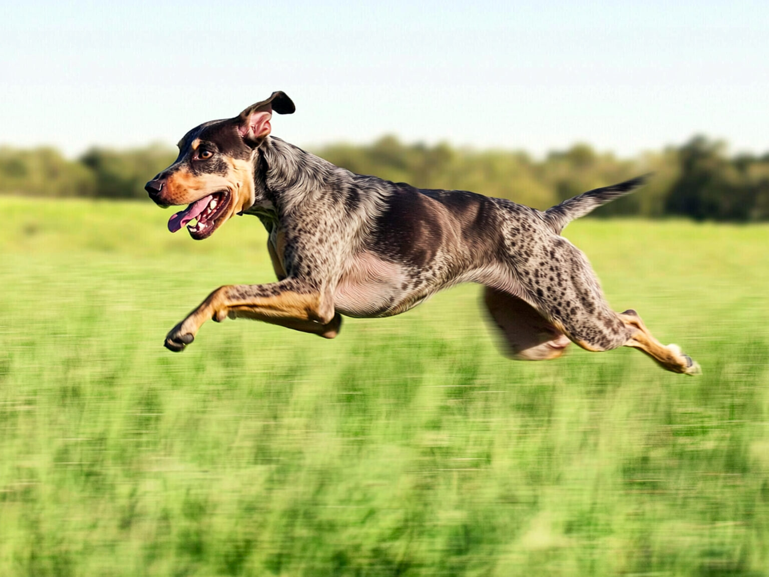 15 Fascinating Facts About the Catahoula Leopard Dog